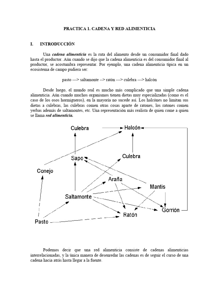 Practica #2. Cadena Alimenticia | PDF