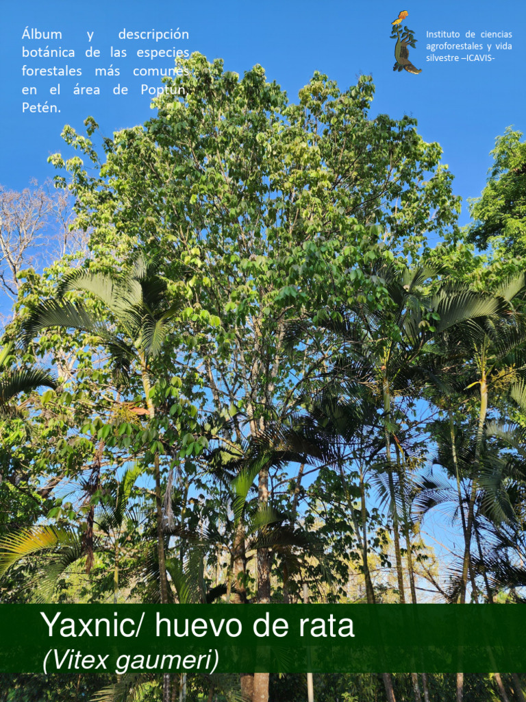 Yaxnic: Vitex gaumeri en Poptún | PDF