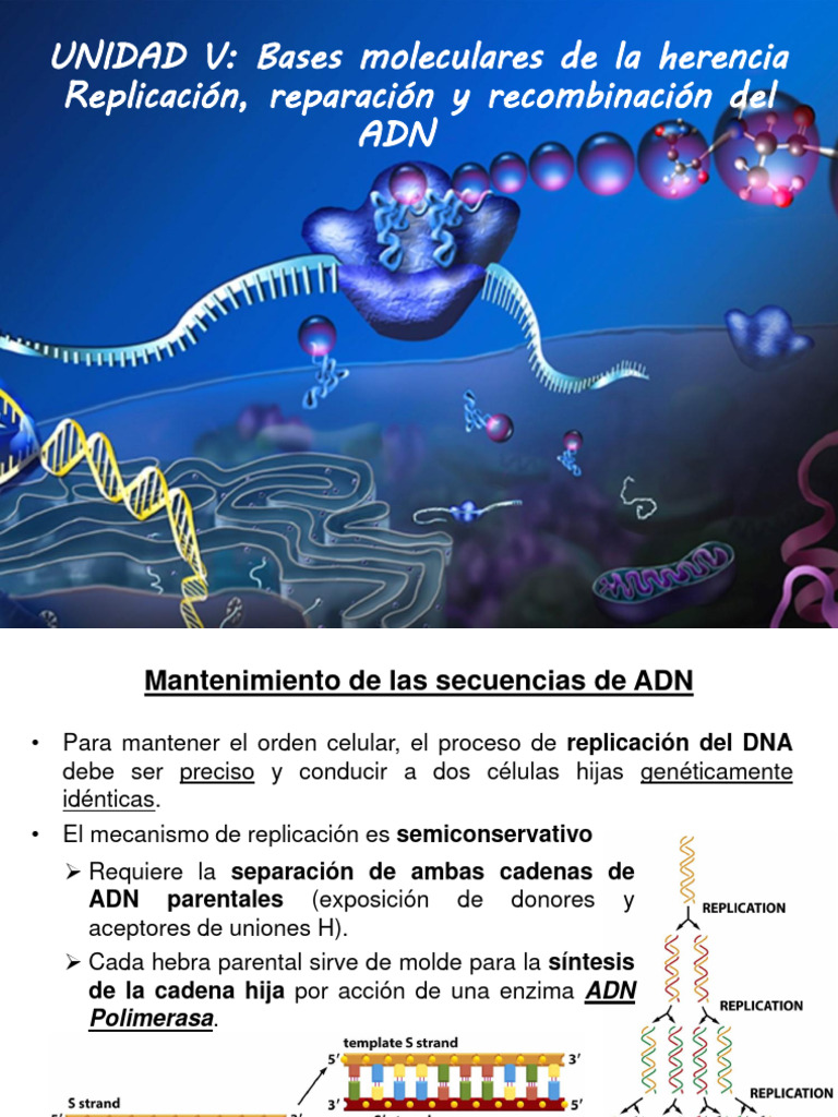 Unidad 5 - Replicación, Reparación y Recombinación Del Adn | PDF | Adn | Replicación De Adn