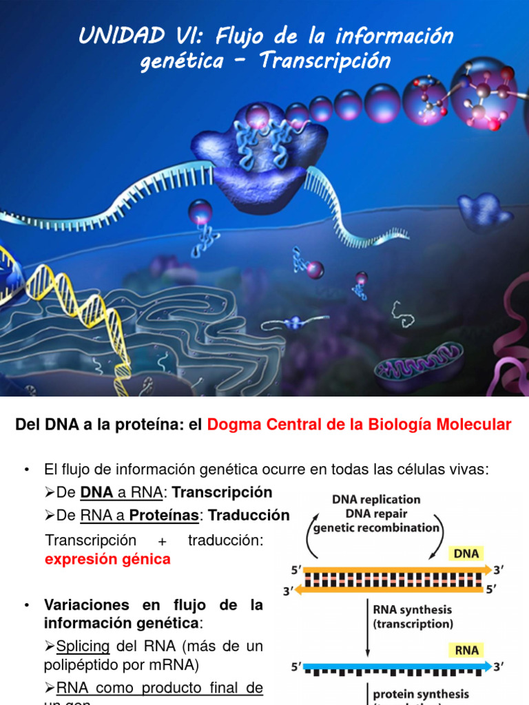 Unidad 6a - Flujo de La Información Genética - Transcripción | PDF | Rna Splicing | Rna