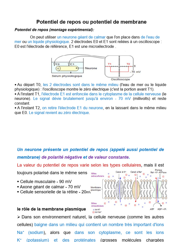 Potentiel de repos et d'action neuronal | PDF | Potentiel d'action | Axone