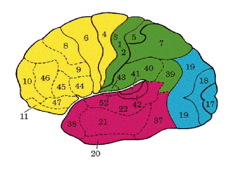 Areas de Broadman Sin Nombres | PDF