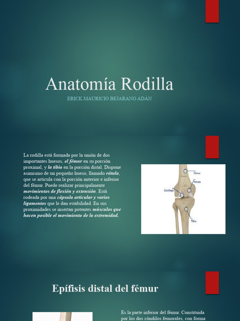 Anatomía Rodilla | PDF | Rodilla | Articulación