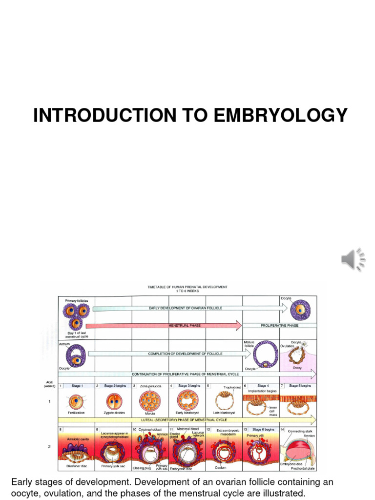 Introduction To Embryology | PDF | Uterus | Menstrual Cycle