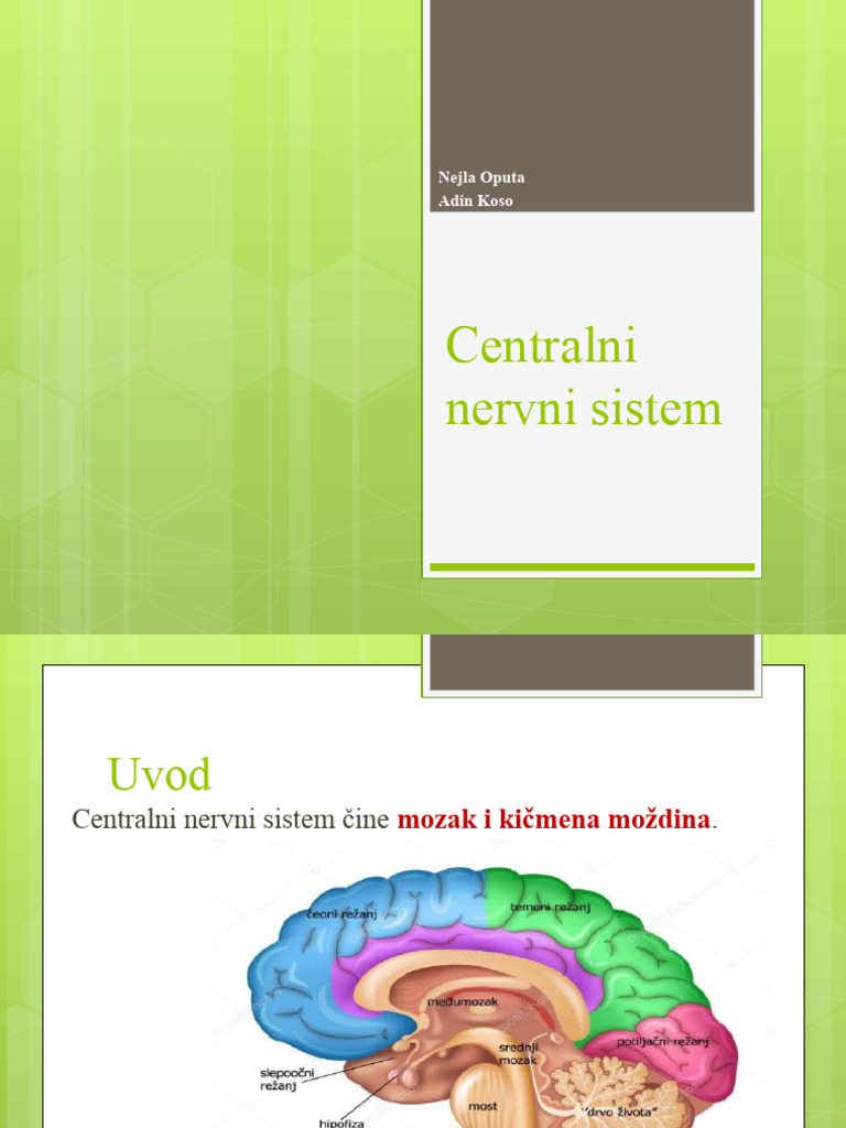 Centralni Nervni Sistem: Nejla Oputa Adin Koso | PDF