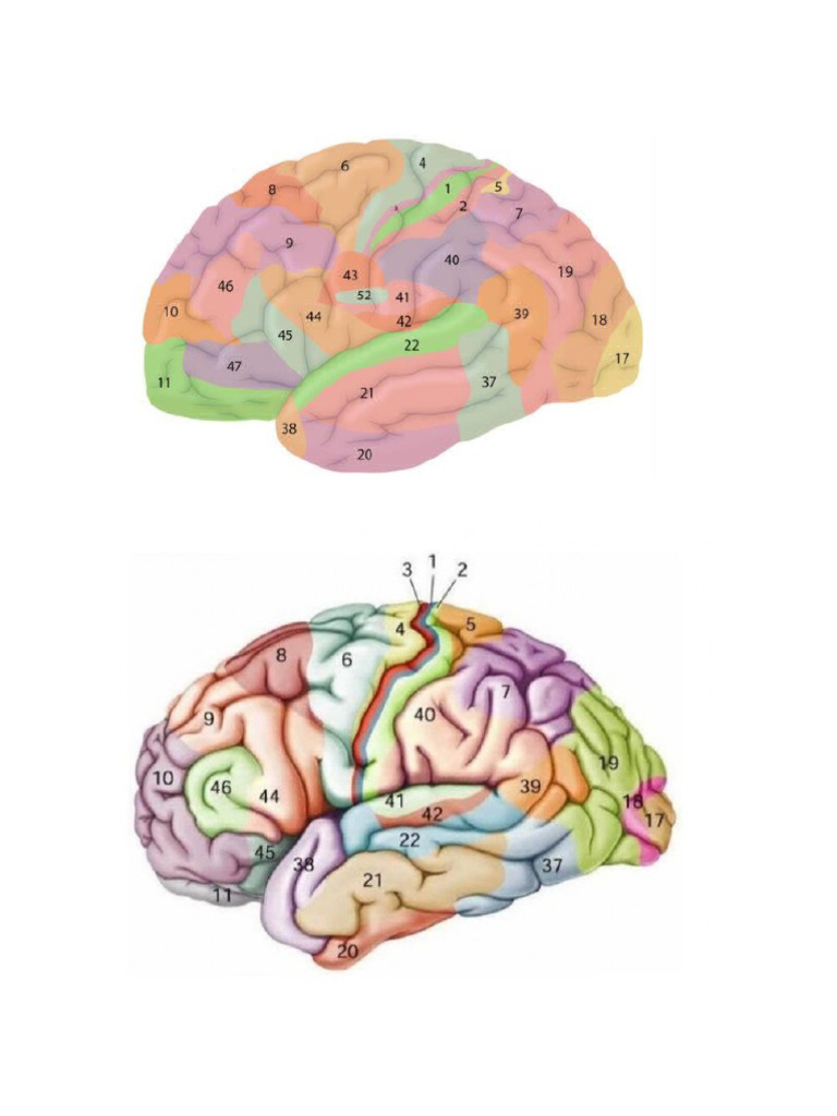 Imagenes Areas de Brodman | PDF