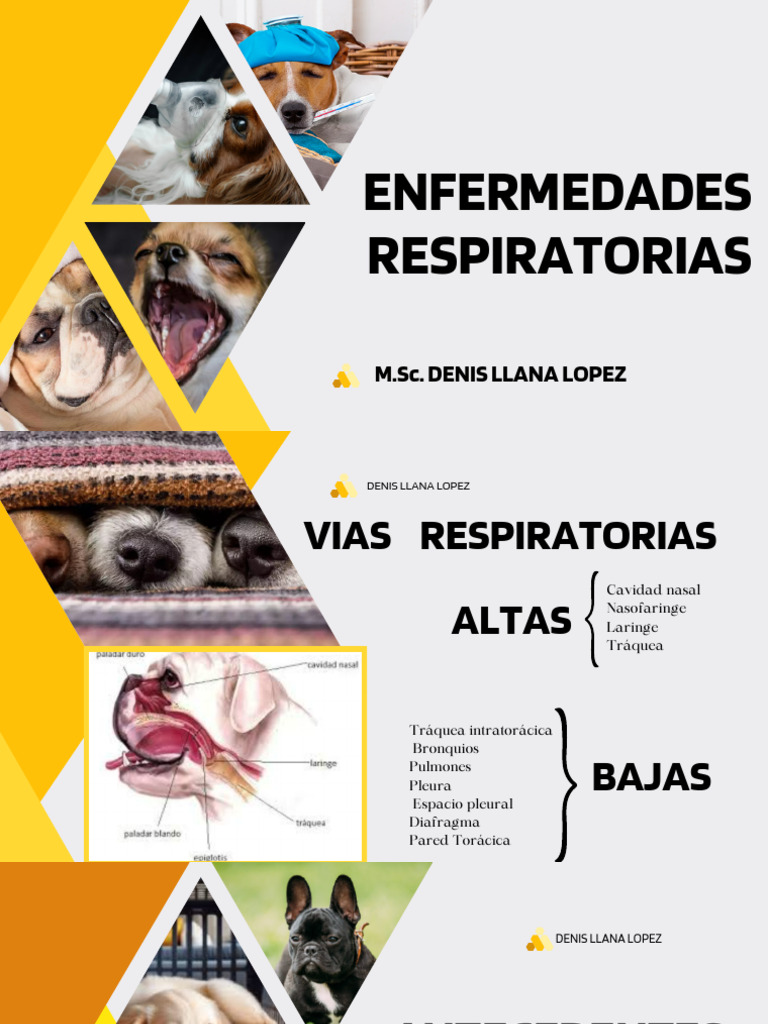 Enfermedades Respiraorias | PDF | Enfermedades y trastornos | Especialidades Medicas