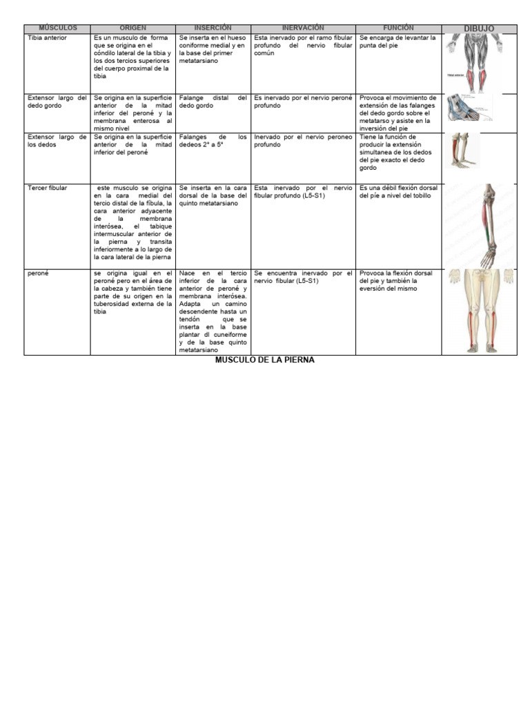 Es MÚSCULOS | PDF | Pie | Dedo del pie