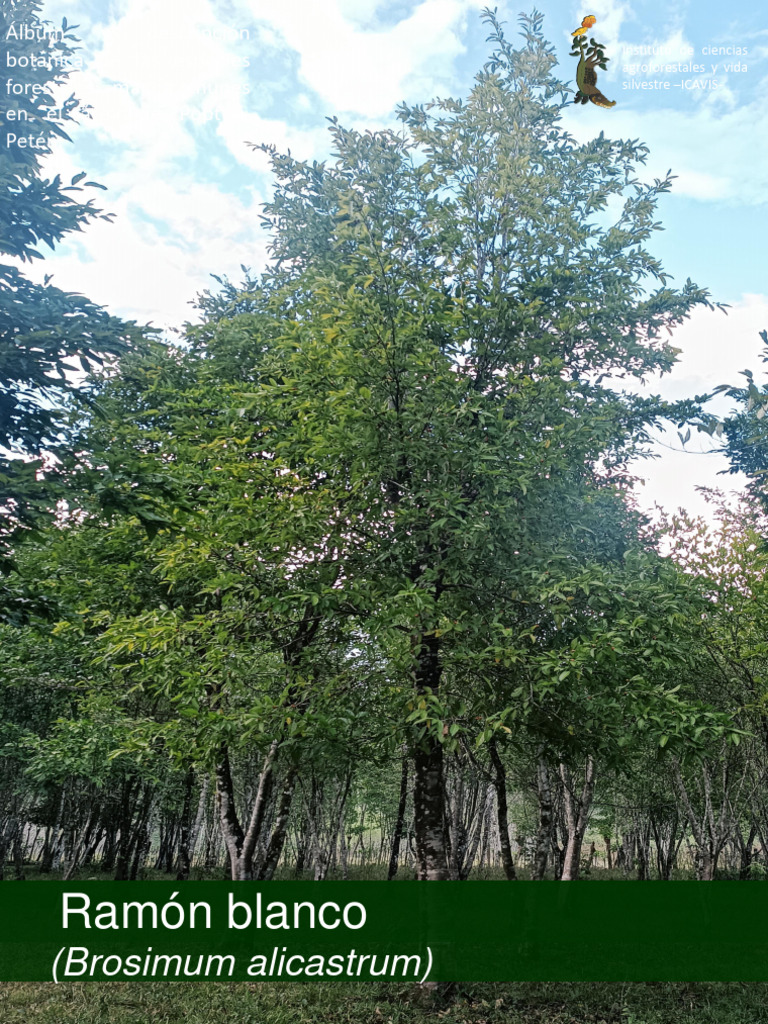 Ramon Blanco (Brosimum Alicastrum) | PDF