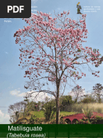 Características del Árbol Maculís | PDF | Plantas | Botánica