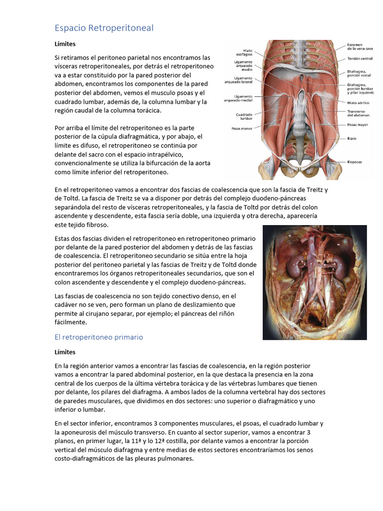 Estructura y límites del retroperitoneo | PDF | Abdomen | Riñón