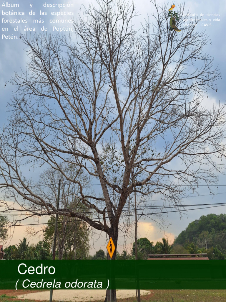 Cedro (Cedrela Odorata) | PDF | Botánica | Plantas