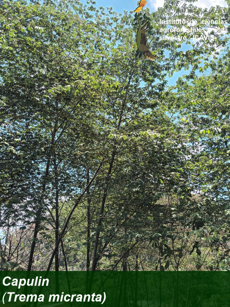 Capulin (Trema Micrata) | PDF