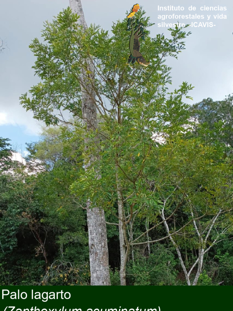 Palo Lagarto (Zanthoxylum Acuminatum) | PDF