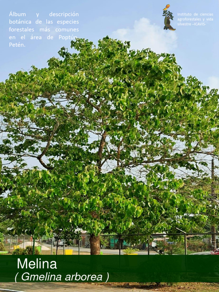 MELINA | PDF | Plantas | Botánica