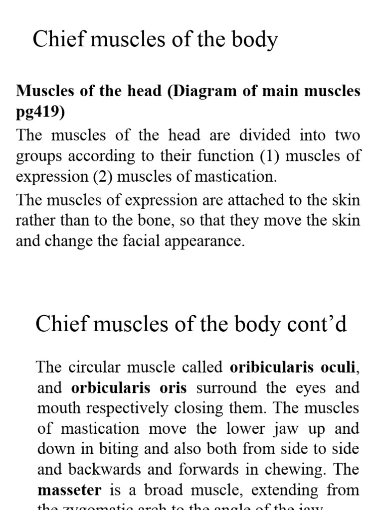 Chief Muscles of the Body | PDF | Pelvis | Abdomen
