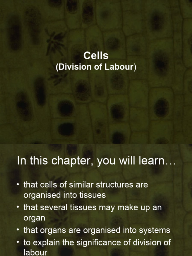 Cells - Division of Labour | PDF | Respiratory System | Human Body