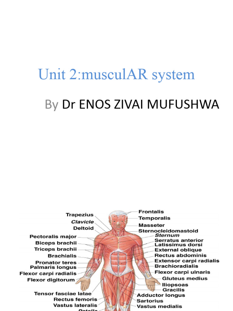 9.muscular System | PDF