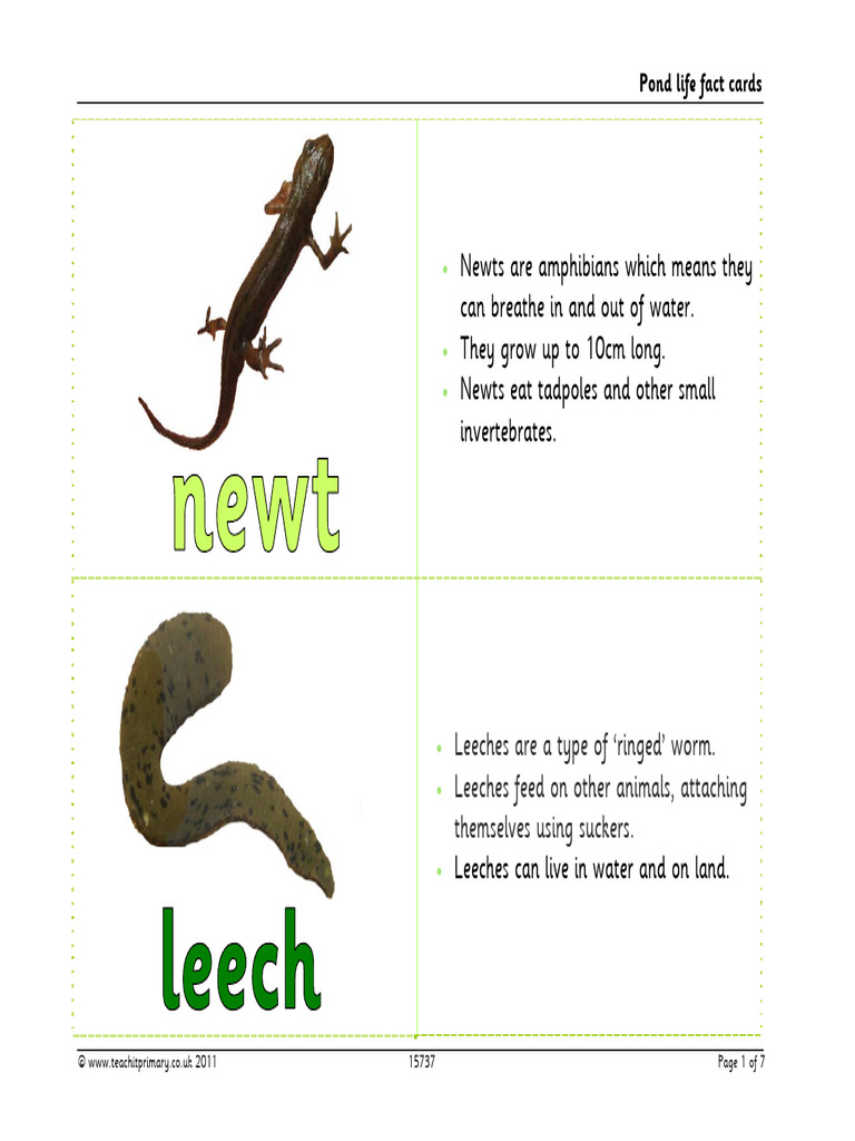 Pond Life Fact Cards | PDF | Frog | Dragonfly