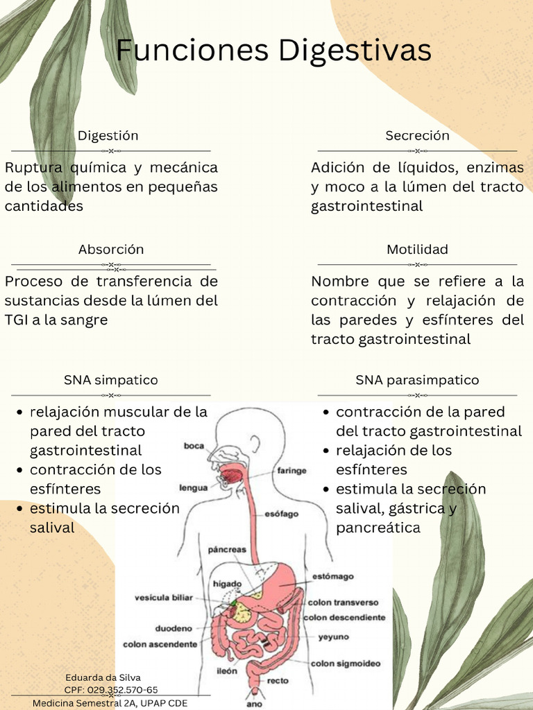 Funciones Digestivas | PDF