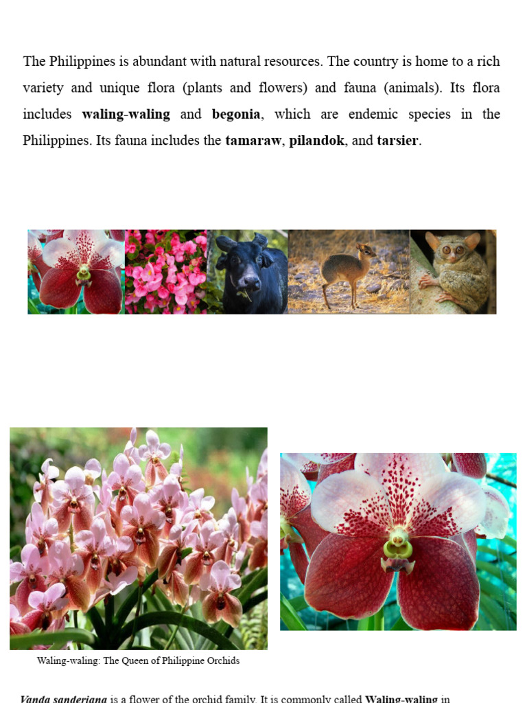 Philippine Flora and Fauna Highlights | PDF | Science & Mathematics