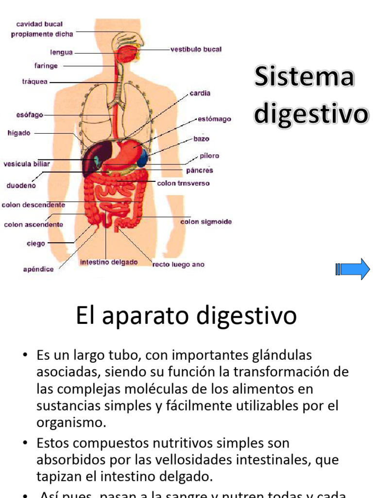 Presentación Sistema Digestivo | PDF | Digestión | Sistema digestivo humano