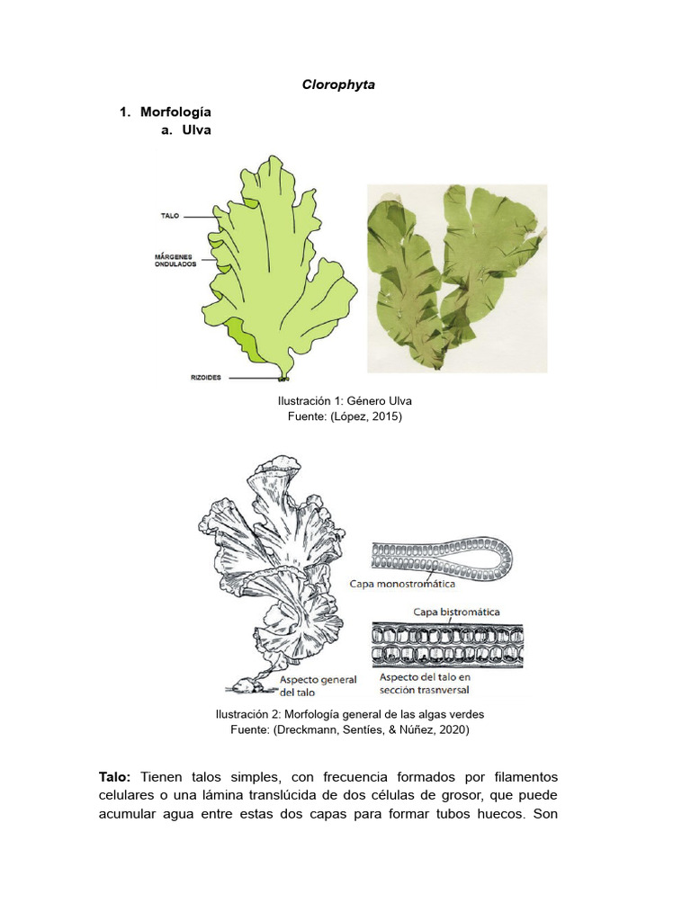 Clorophytas | PDF | Cloroplasto | Biología Celular)