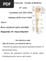 Anatomy of the Pelvis Explained | PDF | Pelvis | Vertebra