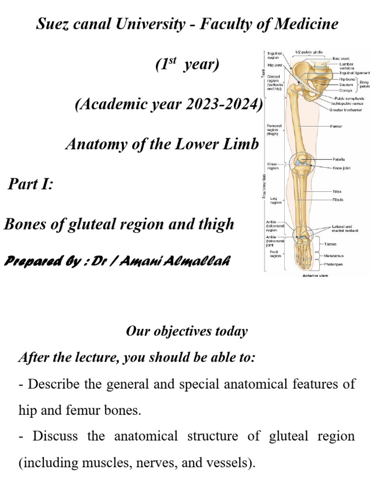Hip bone, Femur and upper end of Tibia | PDF | Pelvis | Hip