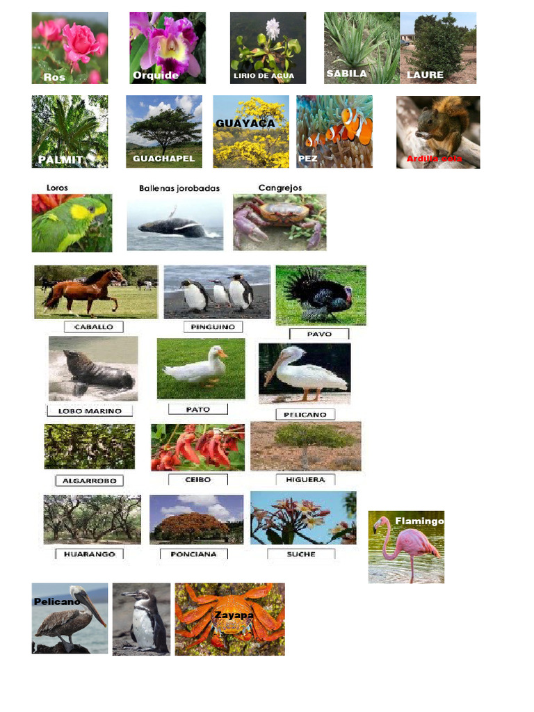 Flora y fauna de las regiones del Ecuador | PDF