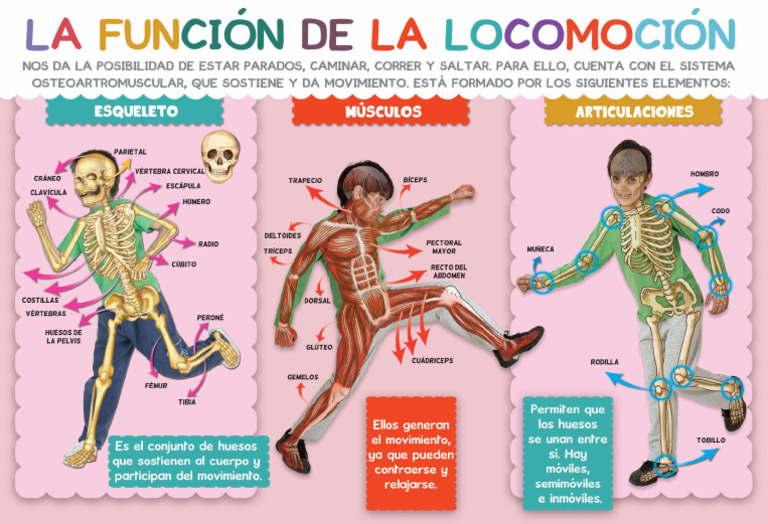 Infografia Locomoción | PDF