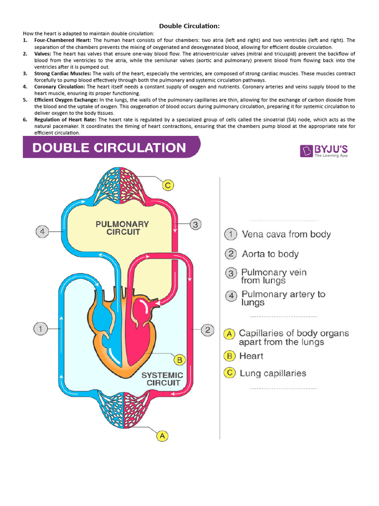 Double Circulation | PDF