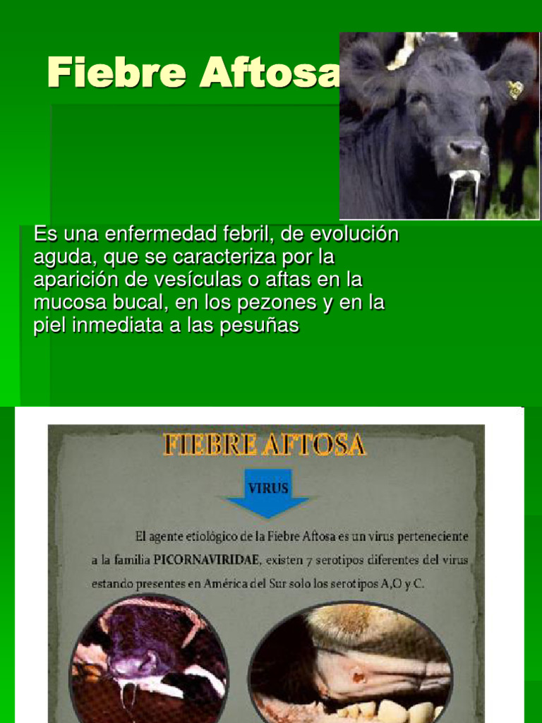 20.2 - Fiebre Aftosa 16 | PDF | Salud pública | Ciencias de la Salud