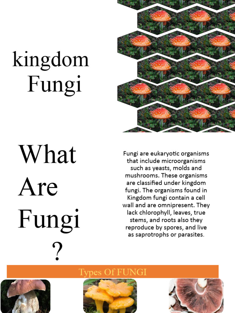 Kingdom Fungi | PDF | Fungus | Mushroom