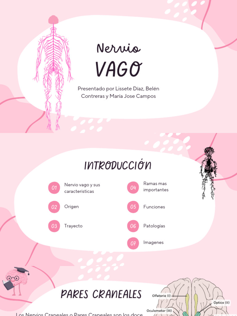 Presentación Nervio Vago | PDF | Nervio vago | Anatomía