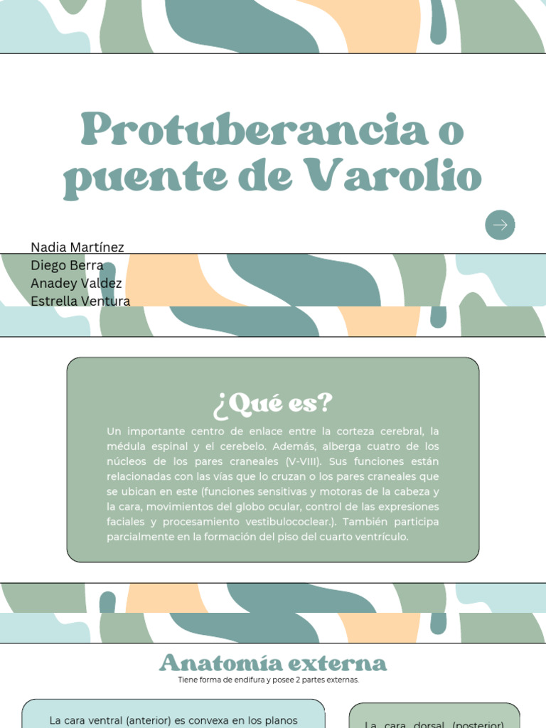 Protuberancia o Puente de Varolio | PDF | Anatomía | Cerebro