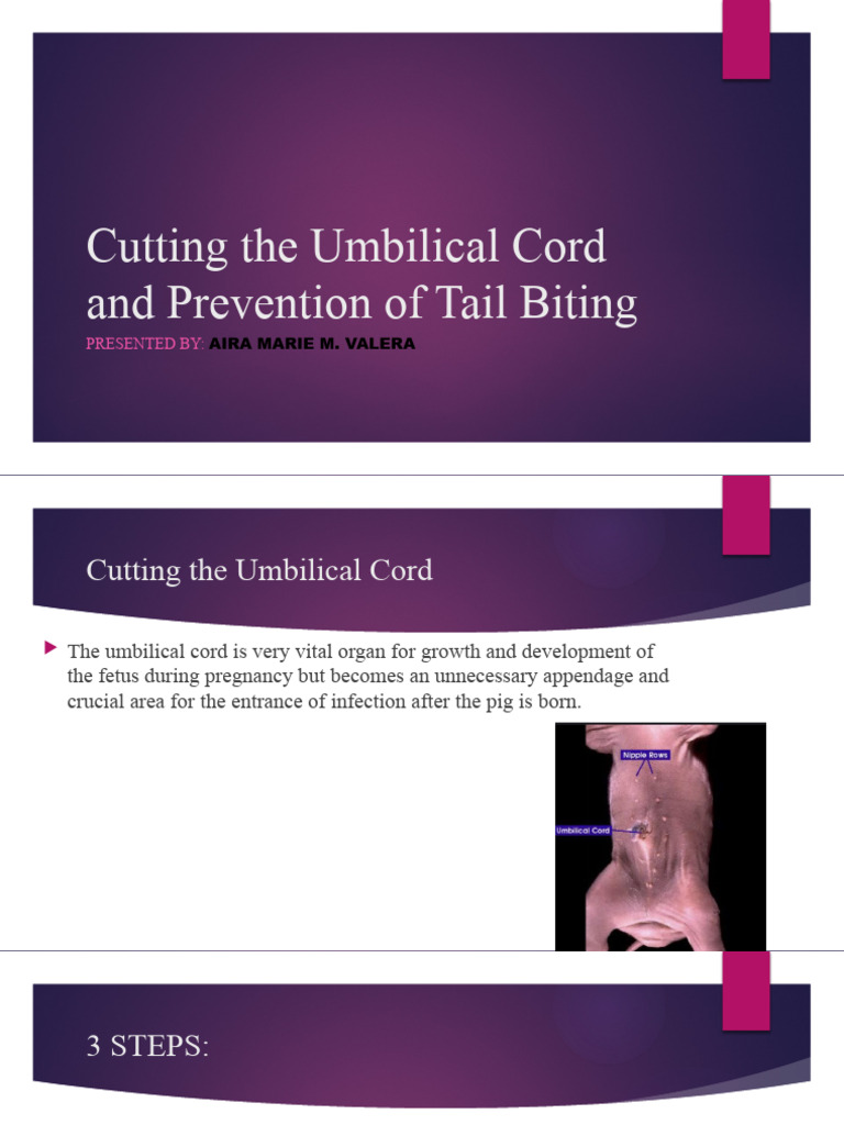 Umbilical Cord Care & Tail Biting Prevention | PDF | Pig