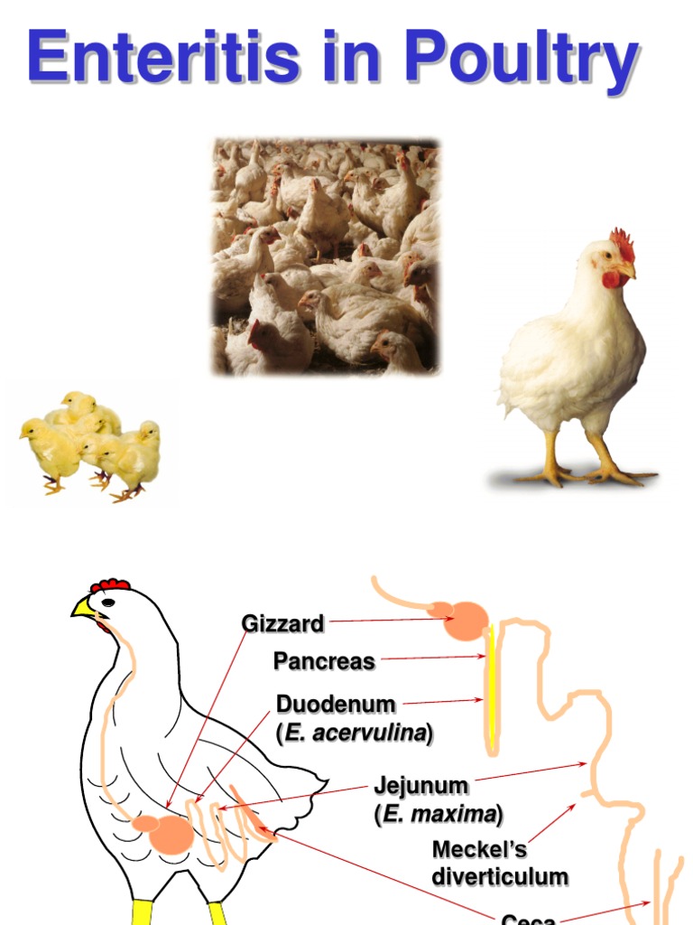 Understanding Enteritis | PDF | Gastrointestinal Tract | Bacteria