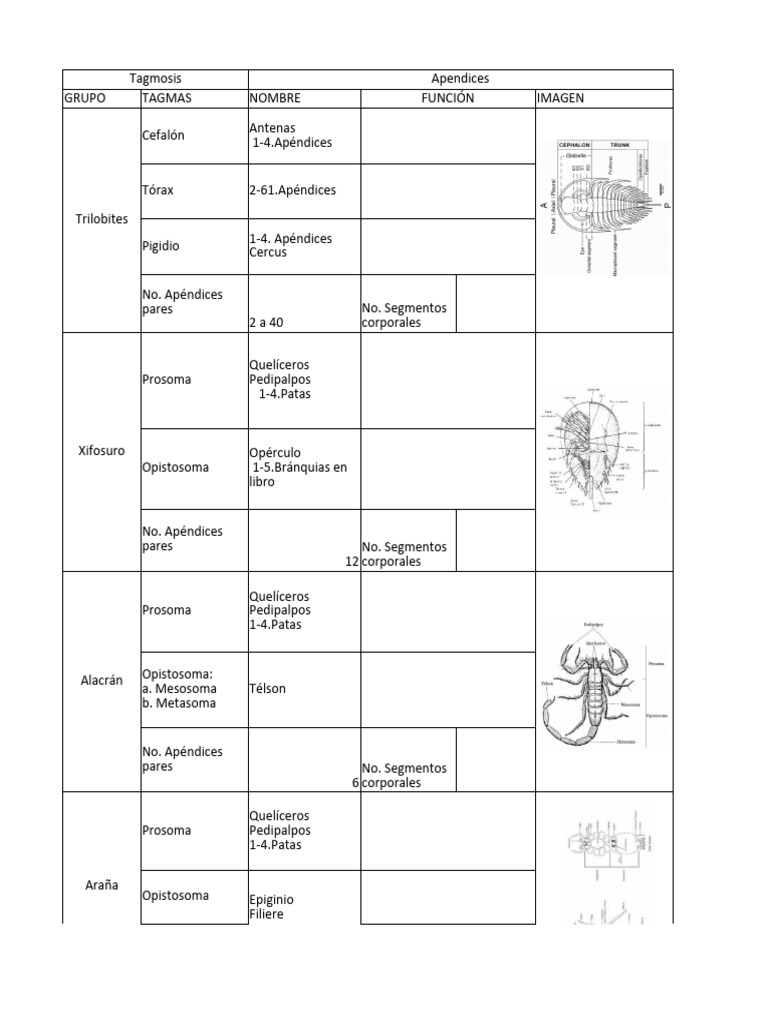 Cuadro Comparativo de Tagmosis | Descargar gratis PDF | Artropodología ...