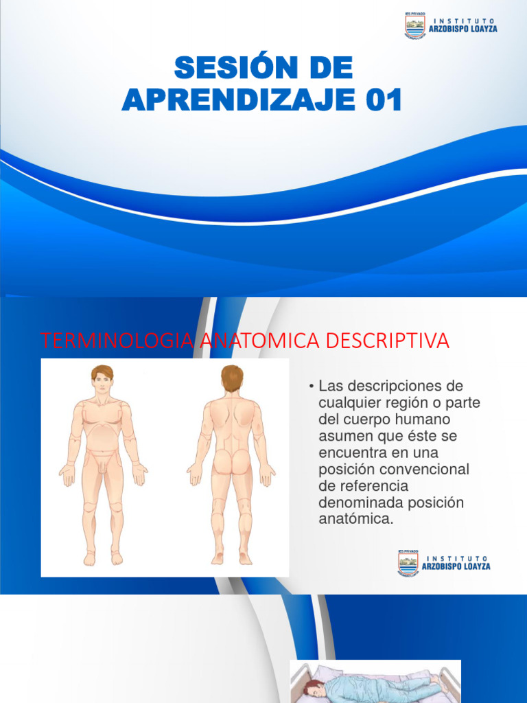 Presentación 2 ESTRUC | PDF | Membrana mucosa | Sistema urinario