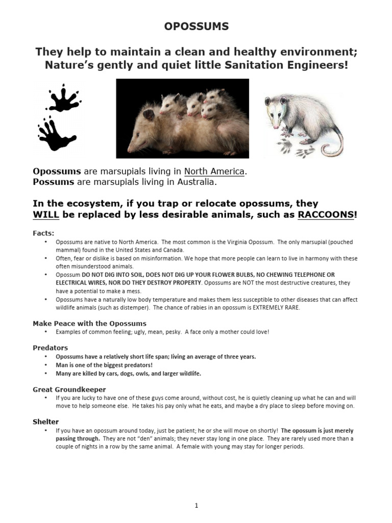 Save The Opossums v4 | PDF | Trapping | Cats