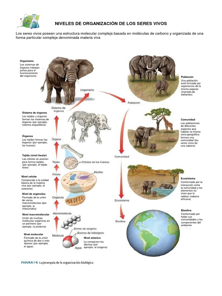 Niveles de Organización de Los Seres Vivos | PDF | Organismos | Moléculas
