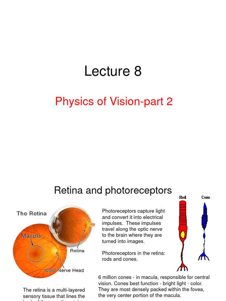 Lecture 8 2024 | PDF | Retina | Eye