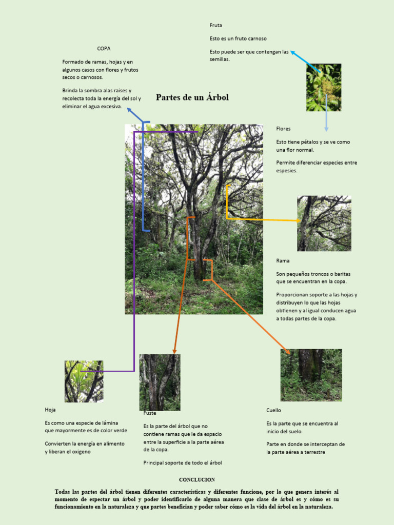 Partes de Un Árbol | PDF | Arboles | Hoja
