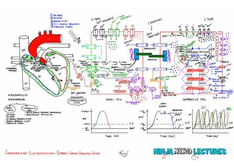 Cardiovascular Physiology) 03 Electrophysiology - Extrinsic Cardiac ...
