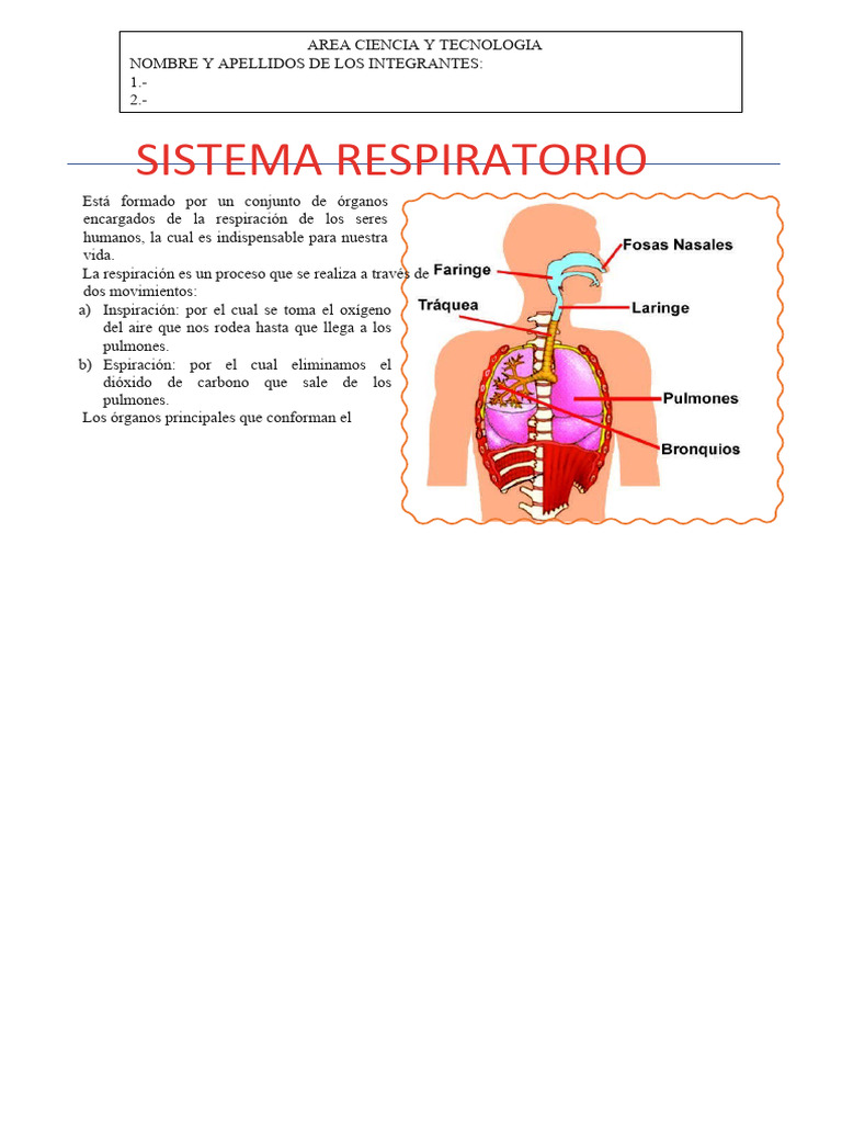 Ficha Actividad Sistema Respiratorio | PDF | Respiración | Pulmón