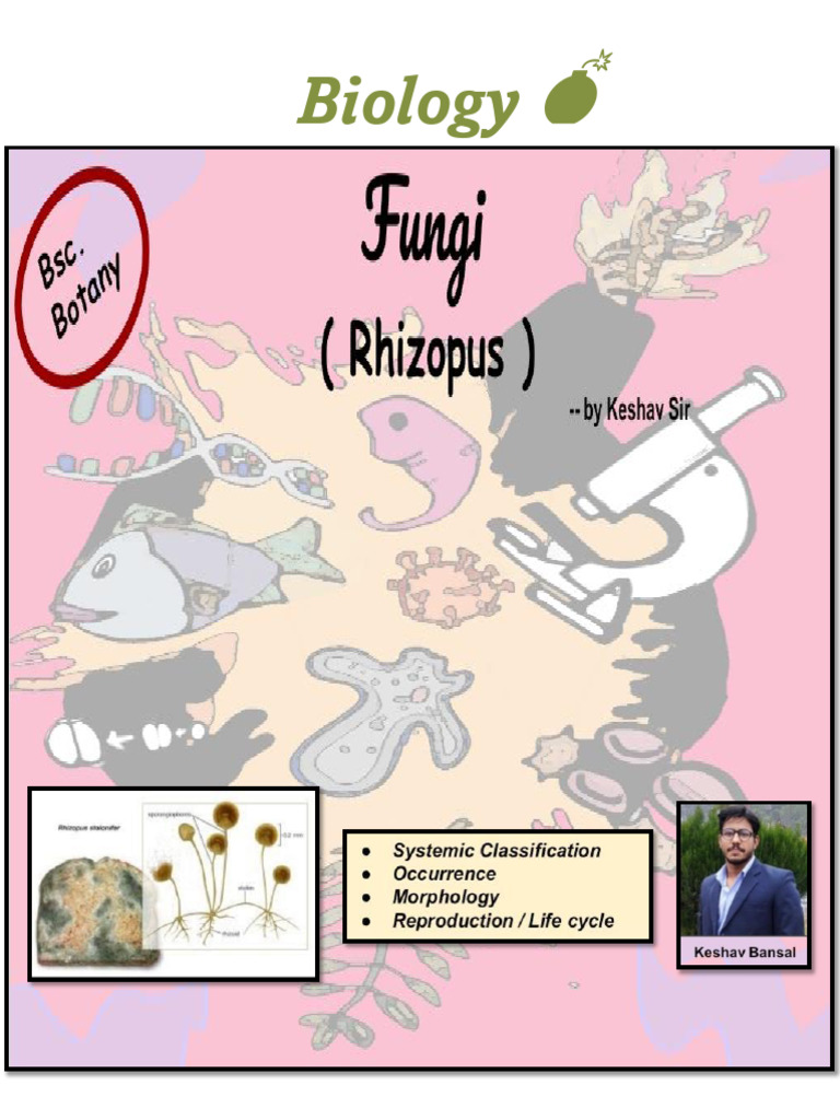 Rhizopus Fungi By Biology Bomb Pdf Fungus Sexual Reproduction
