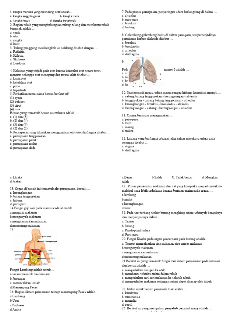 Rangka Manusia Yang Melindungi Otak Adalah A. Rangka Anggota Gerak B. Rangka Dada C. Rangka ...