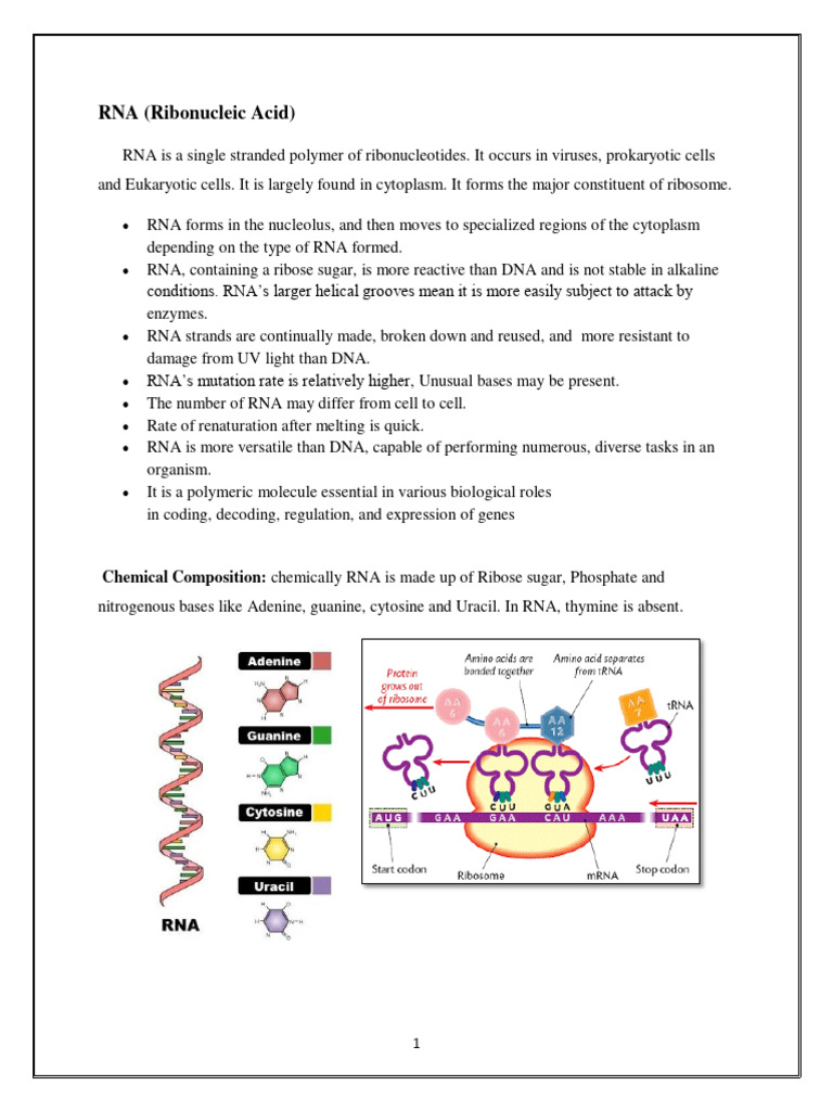 RNA Notes | PDF | Rna | Translation (Biology)