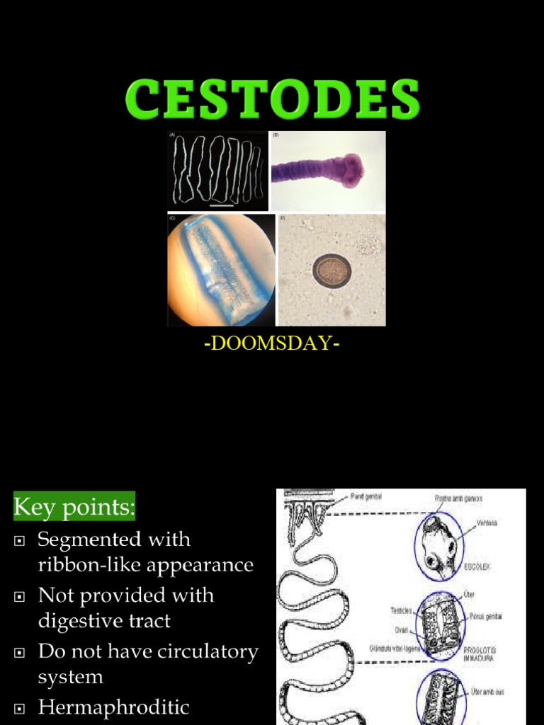 CESTODES | PDF | Medical Specialties | Diseases And Disorders